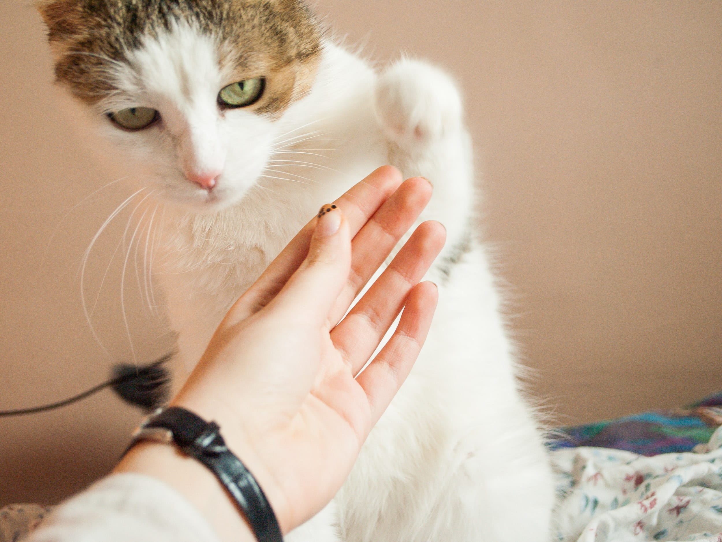 Train your cat: With these tips it works - Practical Tips