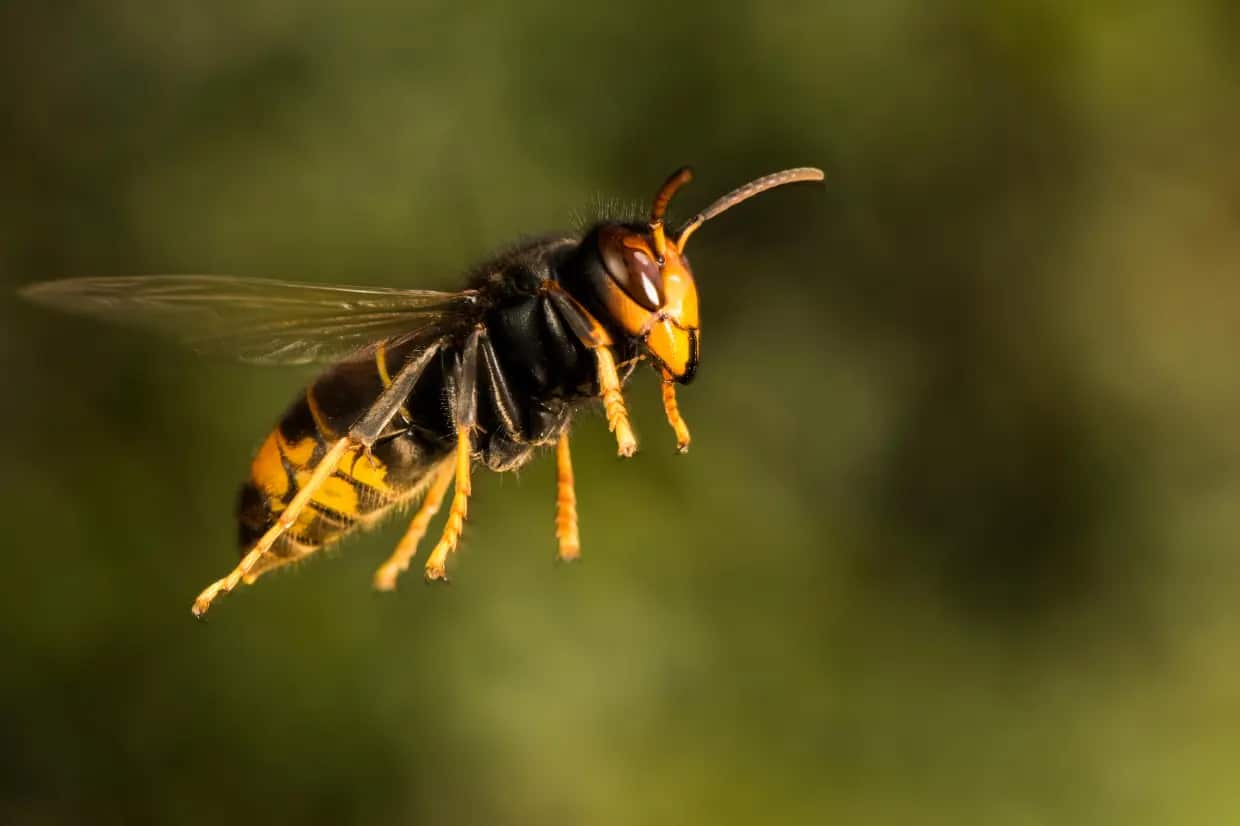 Aggressive wasps: That's why wasps always fly into your face ...