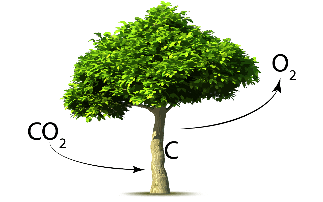 O tamanho das bactérias, vírus e fungos - todas as informações ...