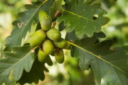 Imba: meaning and usage of the gaming term. - Practical Tips