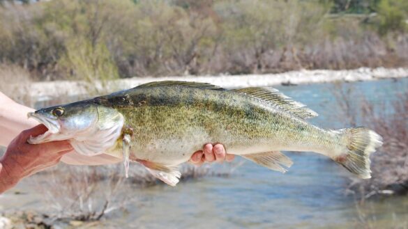 Zander fishing: the best tips and fishing techniques - Practical Tips