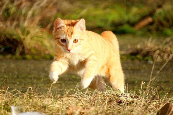 Femcel: What does it mean? All about the Femcel scene - Practical Tips