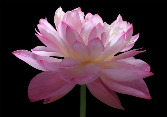 Lotus flower in your home – is that possible? All the information you ...