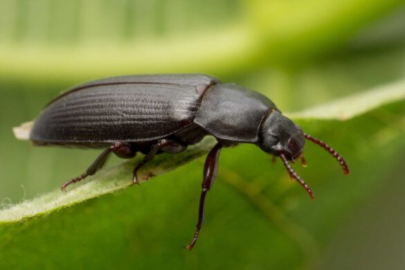 Black Beetles Archives - Practical Tips