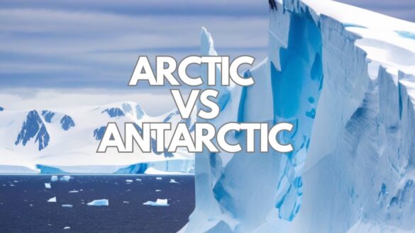 Arctic vs. Antarctic: Here's the difference - Practical Tips
