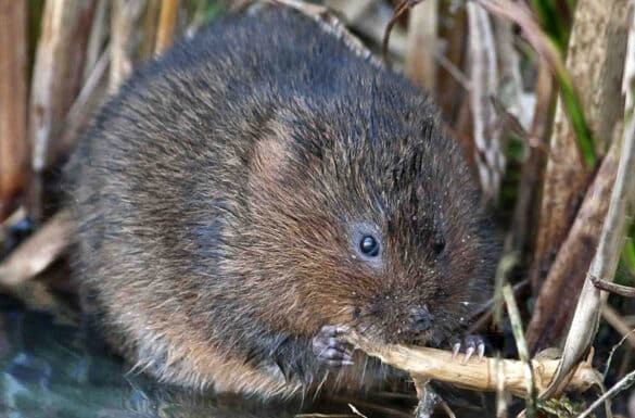 Ratas o ratones de campo: cómo reconocerlos - Practical Tips