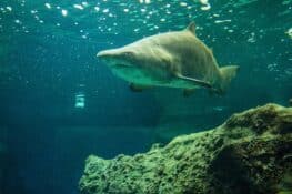 iPhone Video Replay on Mac — How to Use or Disable - Practical Tips