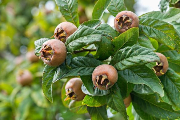 Medlar Archives - Practical Tips