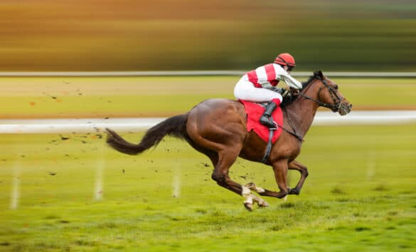 Speed of a horse: How fast these animals are - Practical Tips